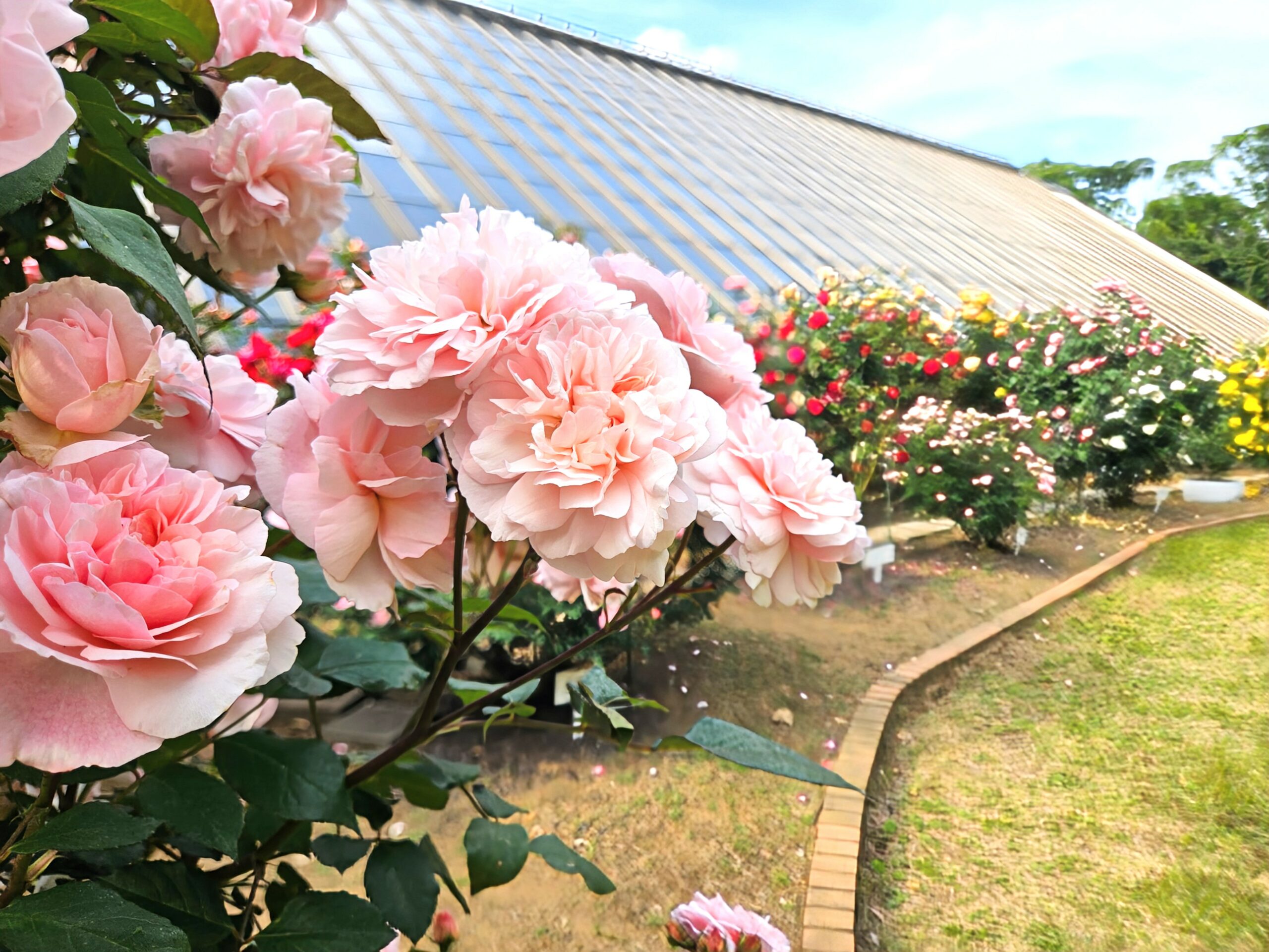 【開花状況】春バラが見頃 | 洞峰公園 公園NEWS