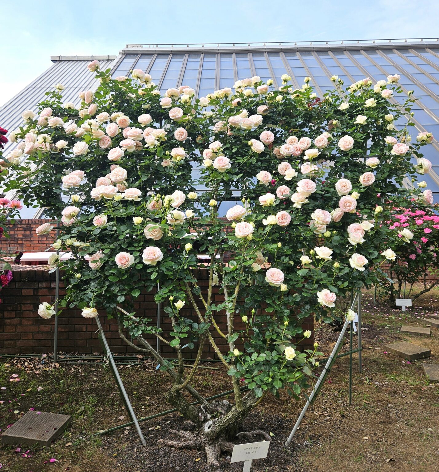 【開花状況】春バラが見頃 | 洞峰公園 公園NEWS