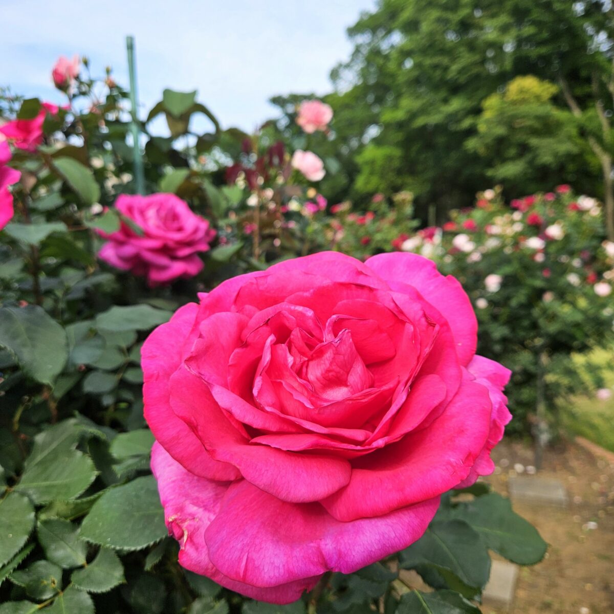 【開花状況】春バラが見頃 | 洞峰公園 公園NEWS